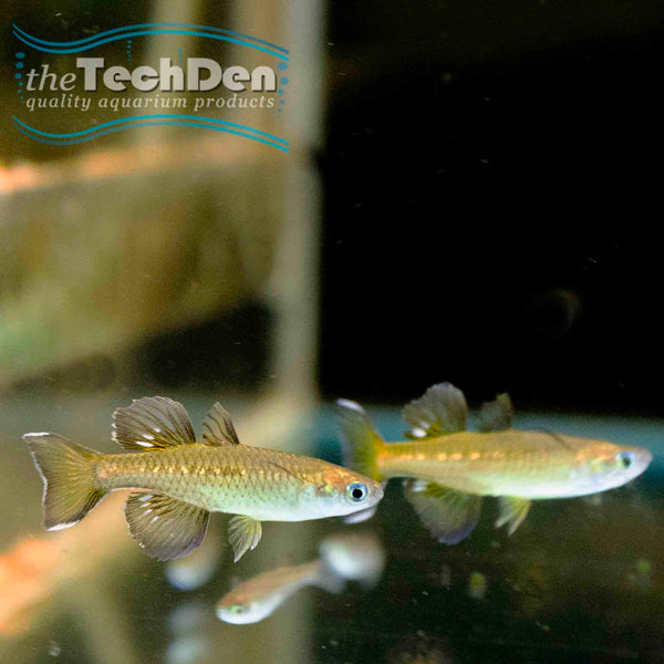 Golden Blue-Eye Rainbow -(No Online Purchases) - The Tech Den