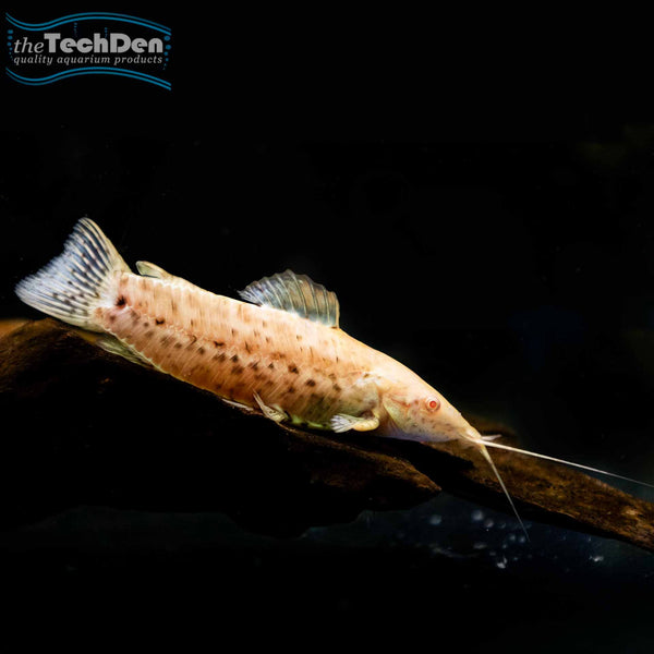 Albino Hoplo Catfish (Megalechis thoracata) - (No Online Purchases ...