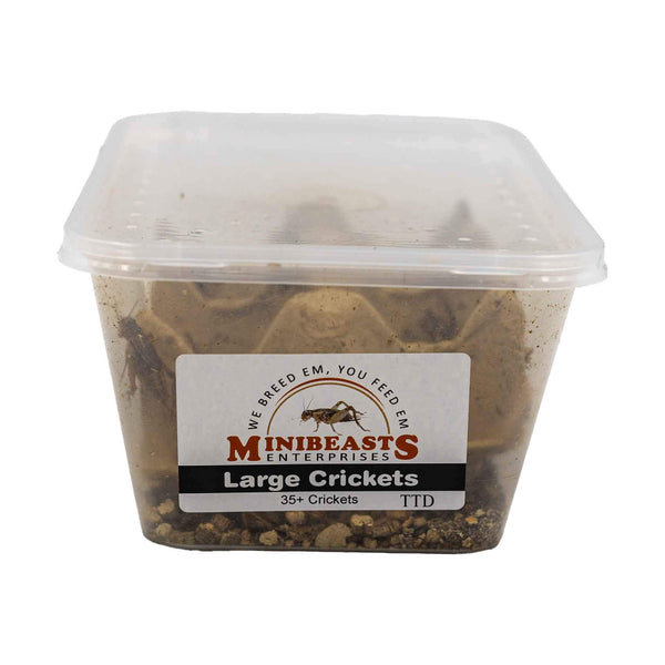 Minibeasts Crickets - Large - Live Food - In Store Pick Up Only - The ...