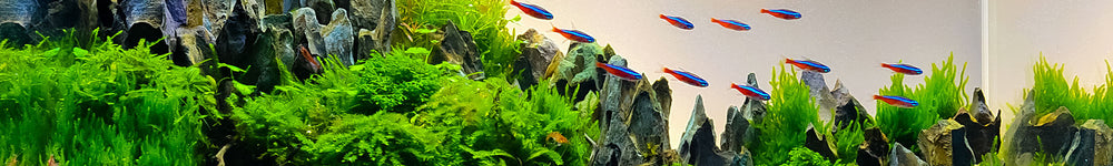 About Us - The Tech Den