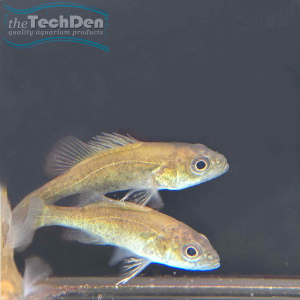 Gold Perch - (No Online Purchases) - The Tech Den