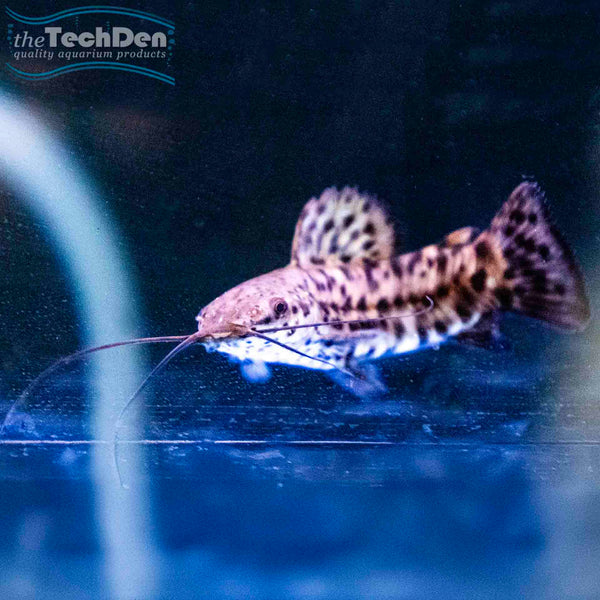 Hoplo Catfish (Megalechis thoracata) - (No Online Purchases) - The Tech Den
