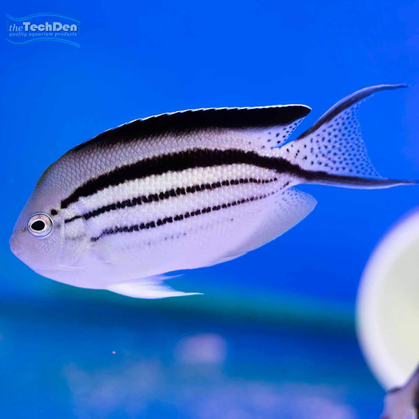 Lamark Angelfish - (No Online Purchases) - The Tech Den