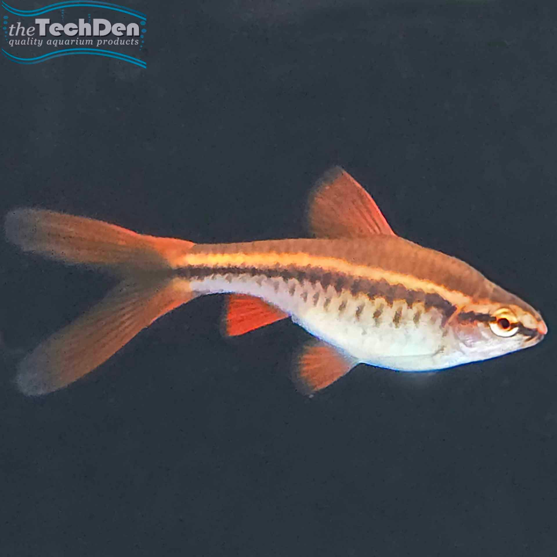 Red Barb Fish