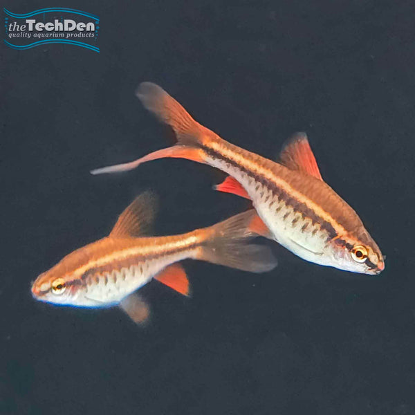 Long Fin Cherry Barb - (No Online Purchases) - The Tech Den