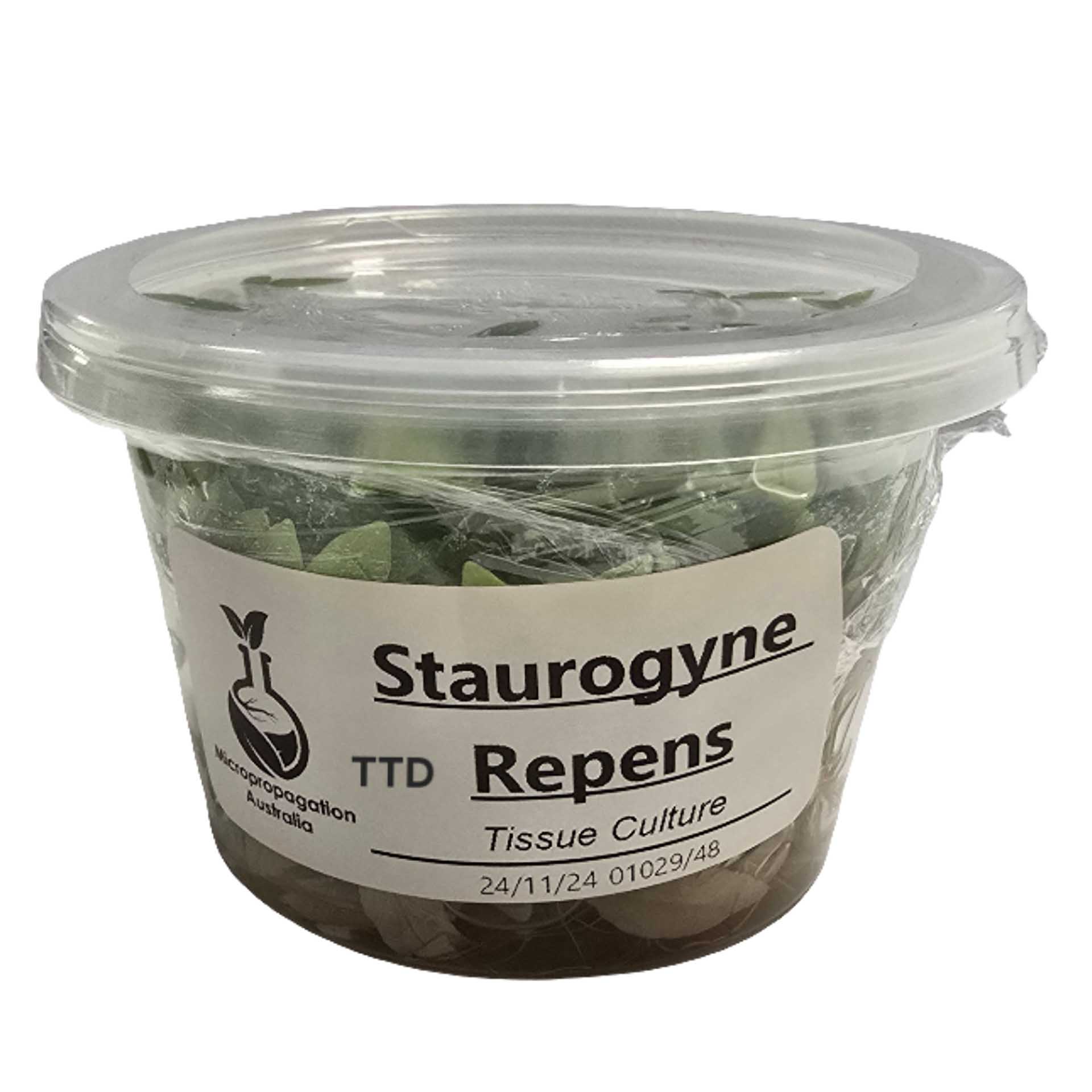 Micropropagation Australia - Staurogyne repens - Live Plant - Tissue C ...