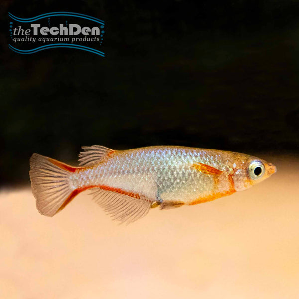 Neon Blue Rice Fish - (No Online Purchases) - The Tech Den