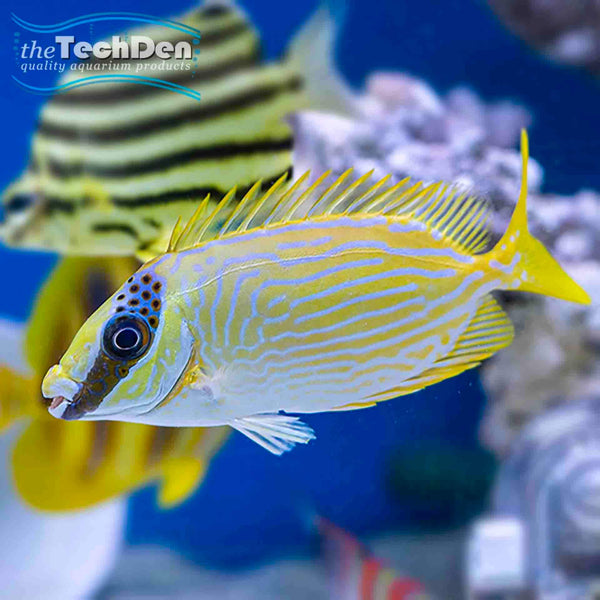 Painted Rabbitfish - (No Online Purchases) - The Tech Den