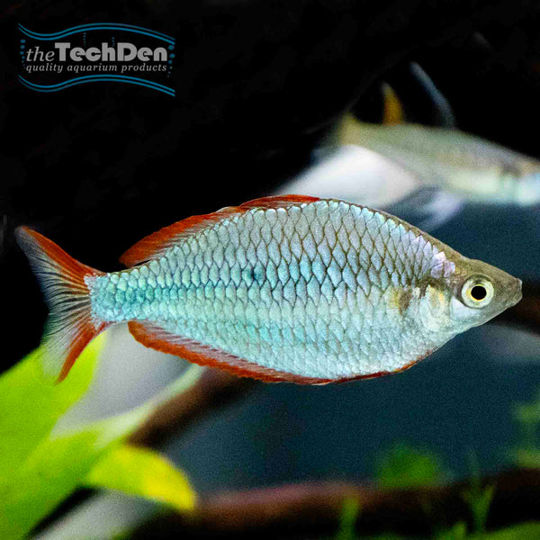 Praecox Rainbow fish - (No Online Purchases) - The Tech Den