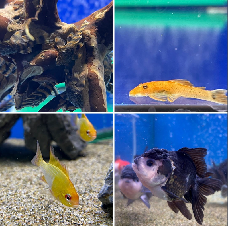 About Us - The Tech Den