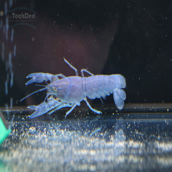 Electric Blue Yabby (No Online Purchases) - The Tech Den