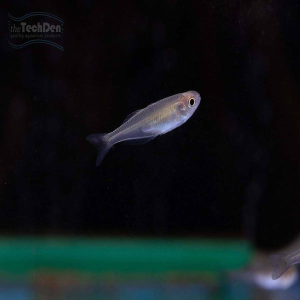 Murray River Rainbowfish - (No Online Purchases) - The Tech Den