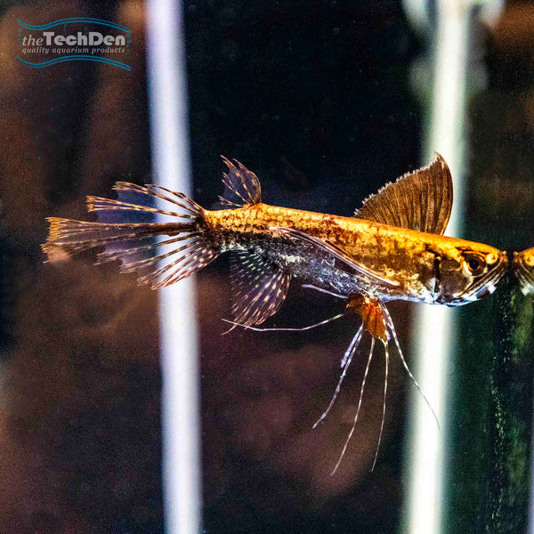 Pantadon (African Butterfly Fish) 6cm - (No Online Purchases) - The ...