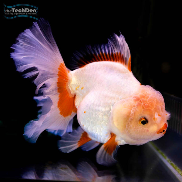 Assorted Oranda Large - (No Online Purchases) - The Tech Den