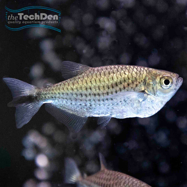 Silver Hatchet Fish - (No Online Purchases) - The Tech Den