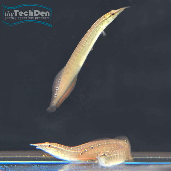 Spiney Eel - (No Online Purchases) - The Tech Den