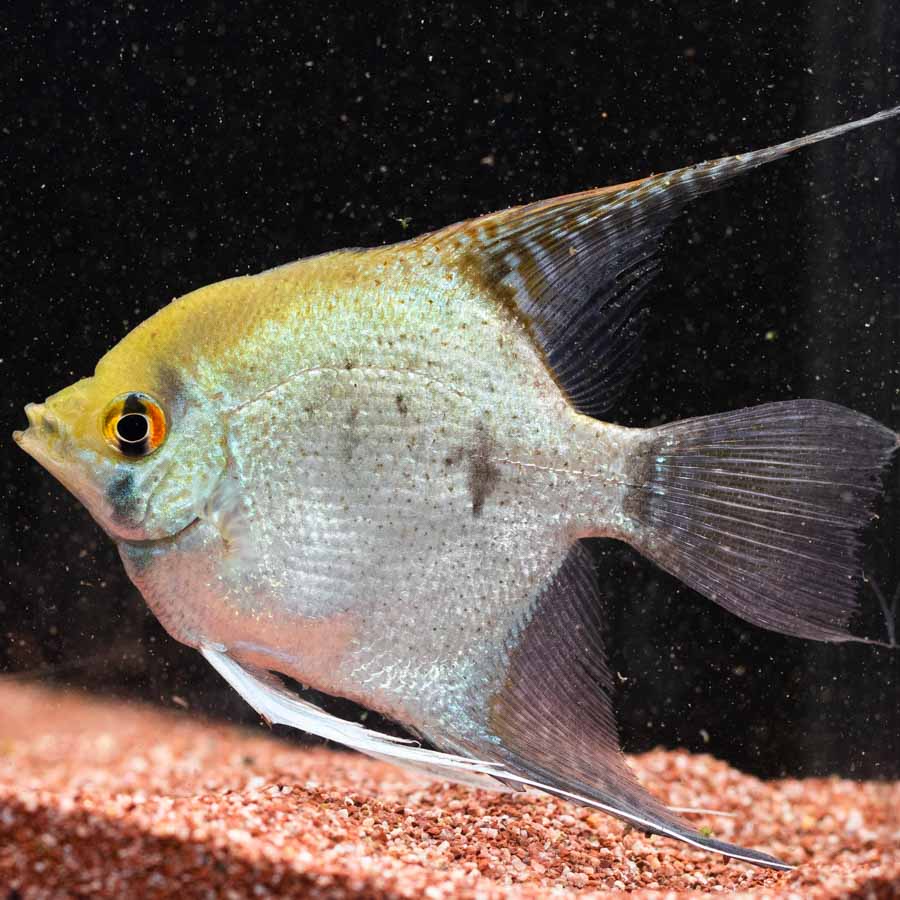 Mixed Angelfish - In Store Pick Up Only - The Tech Den