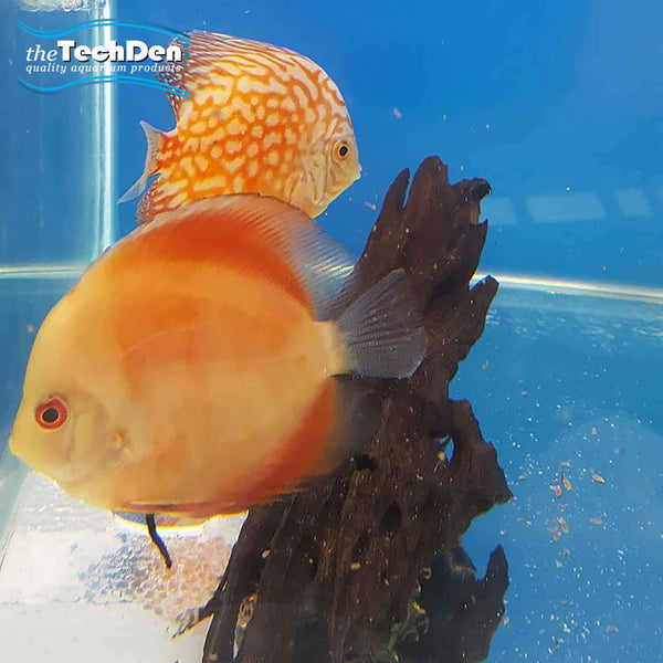 Assorted Discus - Pick Up In Store Only - The Tech Den