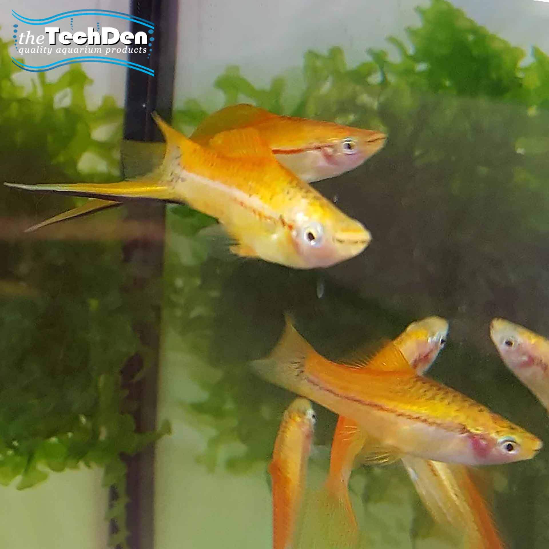 Assorted Swordtails - (No Online Purchases) - The Tech Den