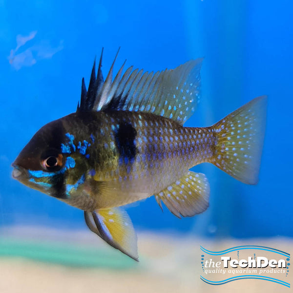 Freshwater Fish - Shop Fish For Aquariums (Instore) Page 9 - The Tech Den