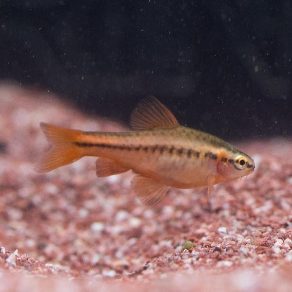 Home Aquarium Fish | Live Fresh & Saltwater Fish Page 4 - The Tech Den
