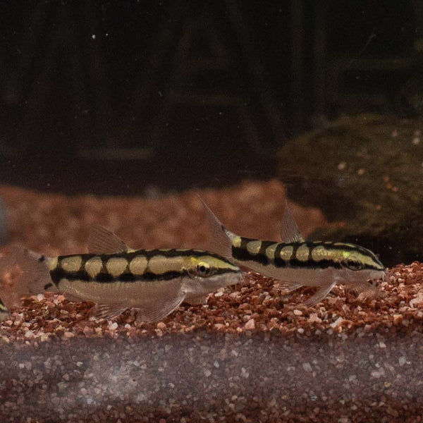 Dwarf Chain Loach - (No Online Purchases) - The Tech Den