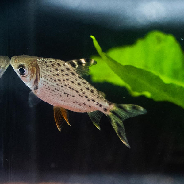 Flagtail Prochilodus - (No Online Purchases) - The Tech Den