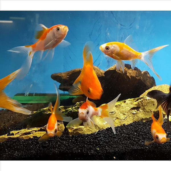 Goldfish - The Tech Den