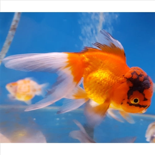 Oranda Small 5cm - (No Online Purchases) - The Tech Den