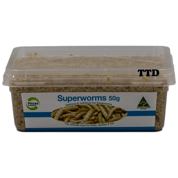 Pisces Superworms - 50g Tub - Live Food - In Store Pick Up Only - The Tech Den