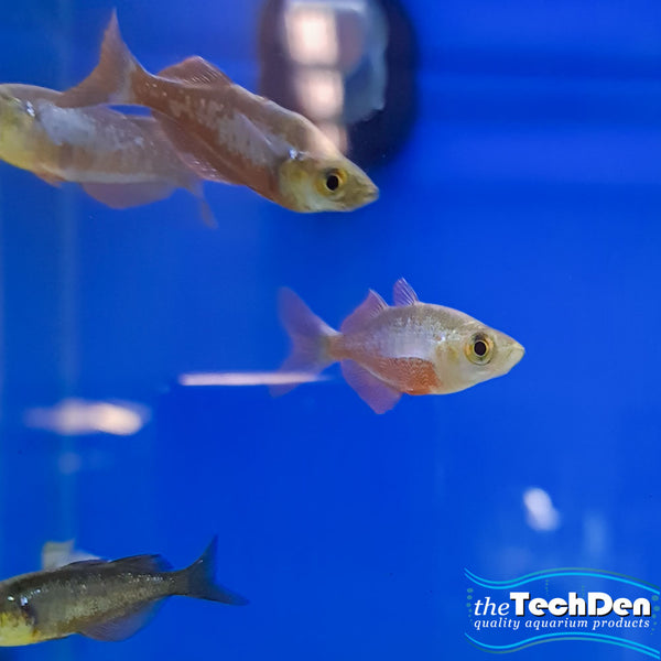 Australian Natives/Rainbows - The Tech Den