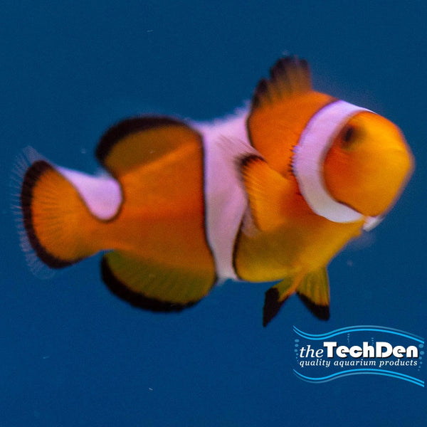 Buy Live Live Marine Fish | Pickup at The Tech Den Caboolture, Qld Page 2
