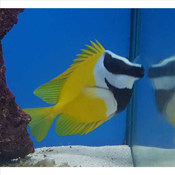 Buy Live Live Marine Fish | Pickup at The Tech Den Caboolture, Qld Page 3