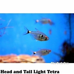 Head and Tail Light Tetra - The Tech Den