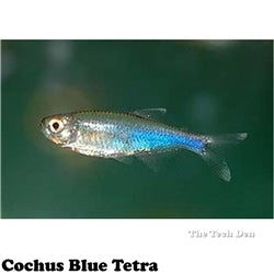 Cochus Blue Tetra 4cm - (No Online Purchases) - The Tech Den