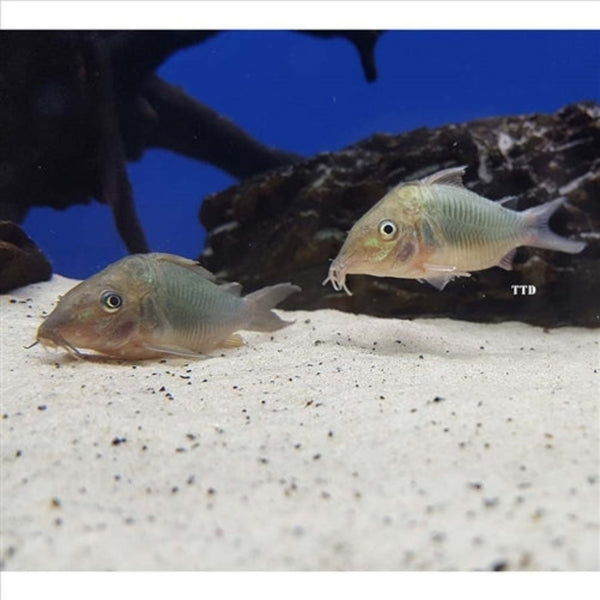 Emerald Catfish Corydoras (Brochis splendens) - (No Online Purchases ...