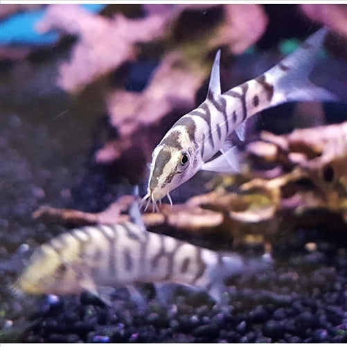 Pakistani Reticulated Loach - (No Online Purchases) - The Tech Den