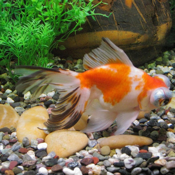 Freshwater Fish - Shop Fish For Aquariums (Instore) Page 8 - The Tech Den